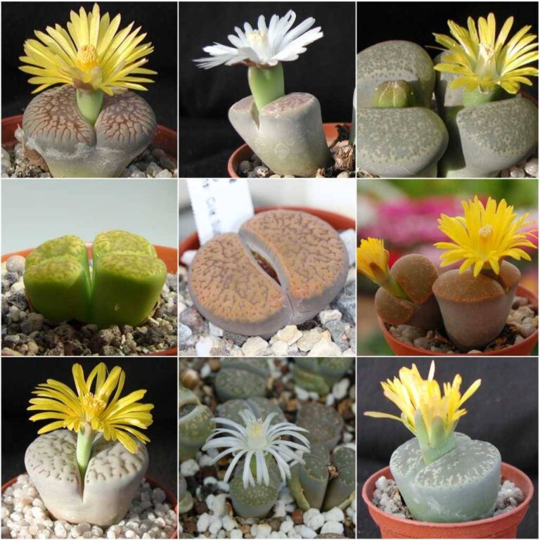 Lithops Mix – PlantastiK